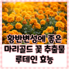 황반 변성에 좋은 마리골드 꽃 추출물 루테인 효능 네이버 블로그